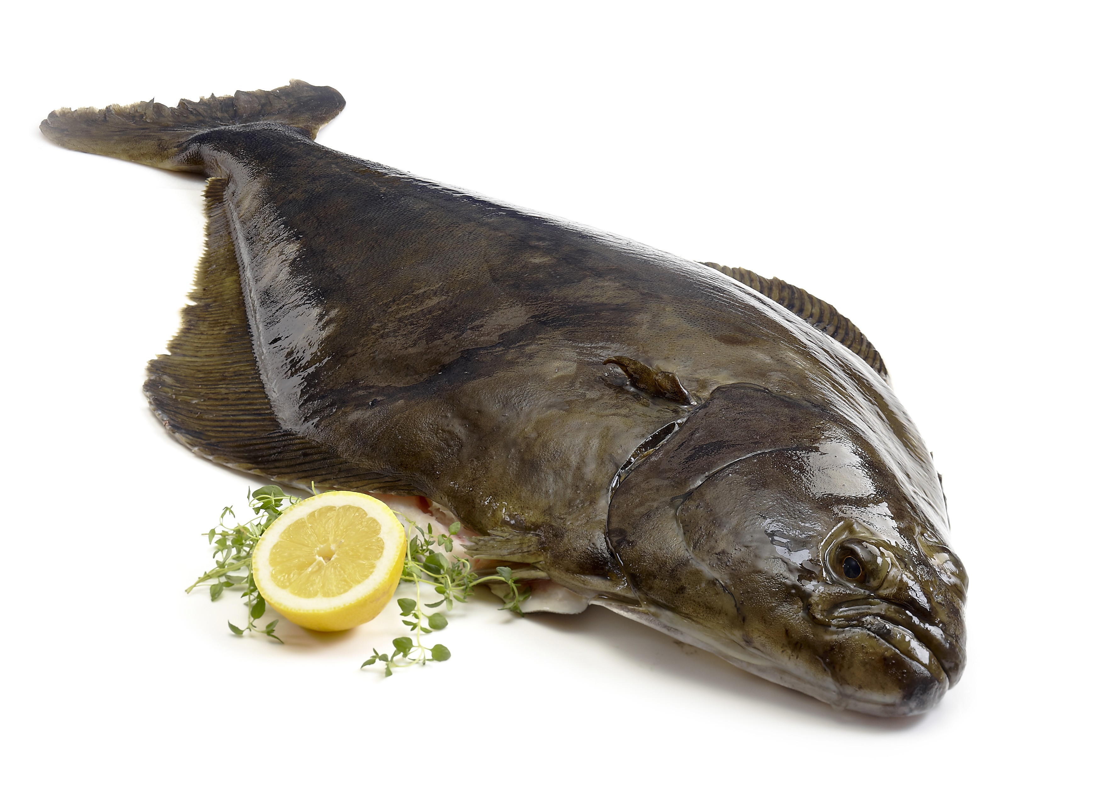 Kveite U/hode 6-25 kg vill | Fiskcentralen