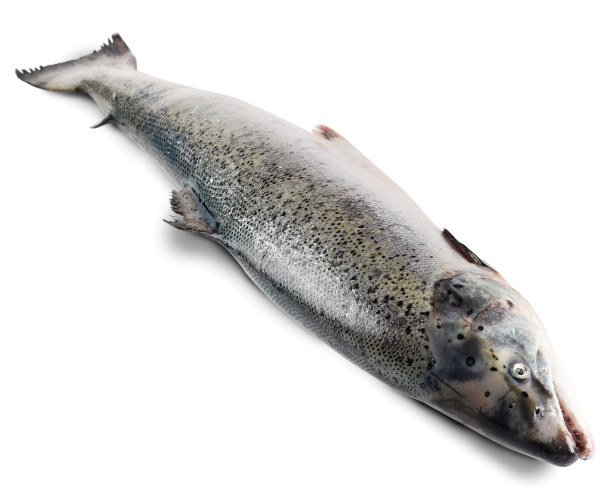 Laks. hel 5-6 kg fersk | Fiskcentralen